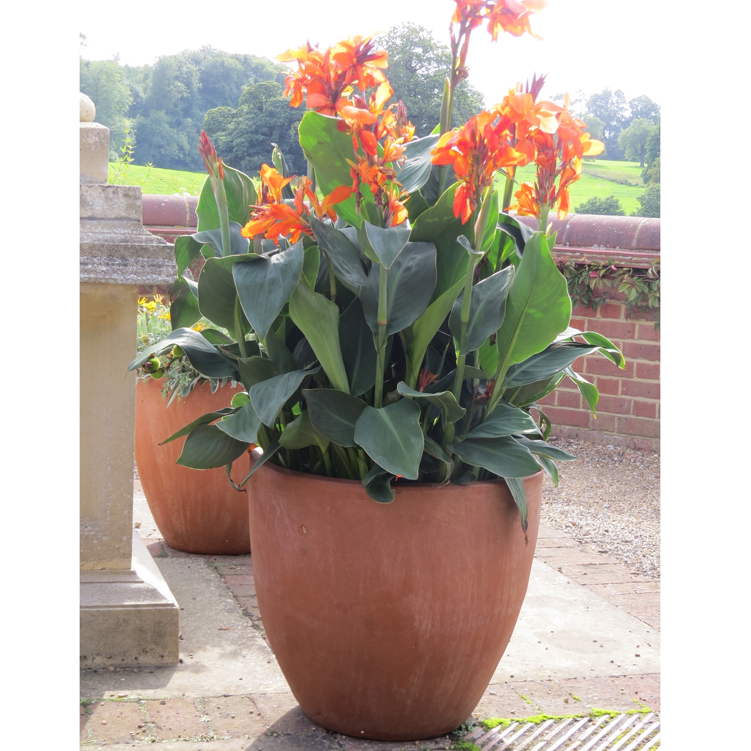 Terracotta Tall Egg Pot (4 sizes) - TT10 - Riverhill Garden Supplies ...